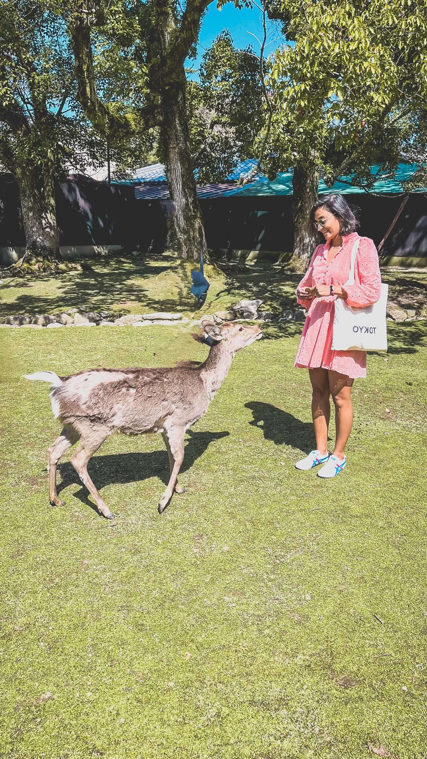 Top Things to Do in Nara in One Day • Khyati Maloo, Itinerary Whisperer