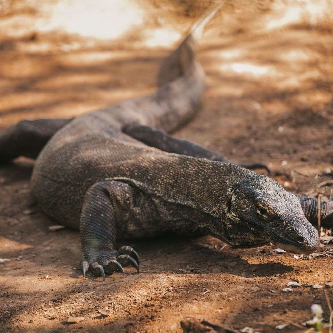 Things To Do In Komodo National Park • Khyati Maloo, Itinerary Whisperer
