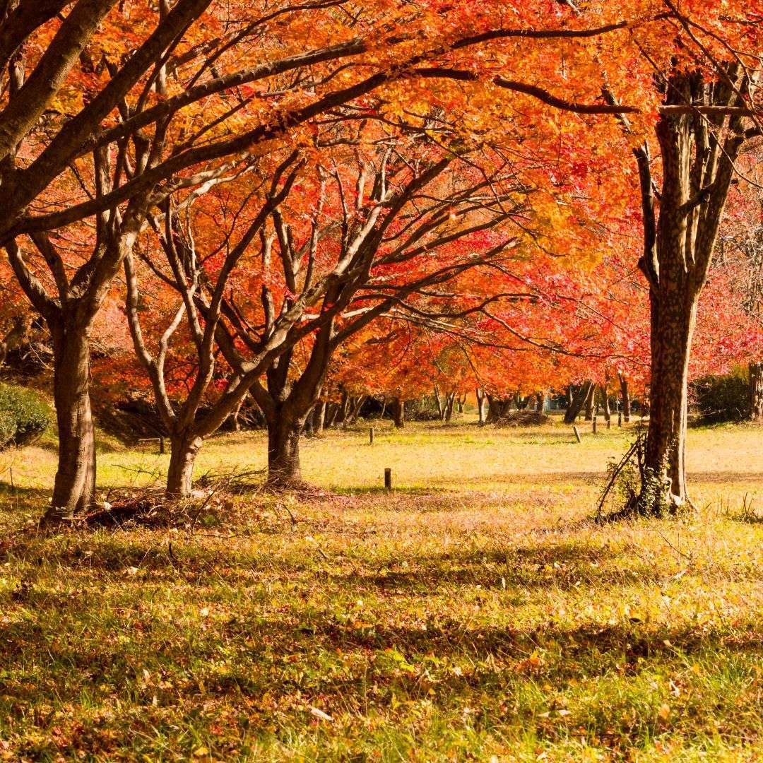 Fall Foliage in South Korea, Your Guide to the Best Autumn Hikes and ...